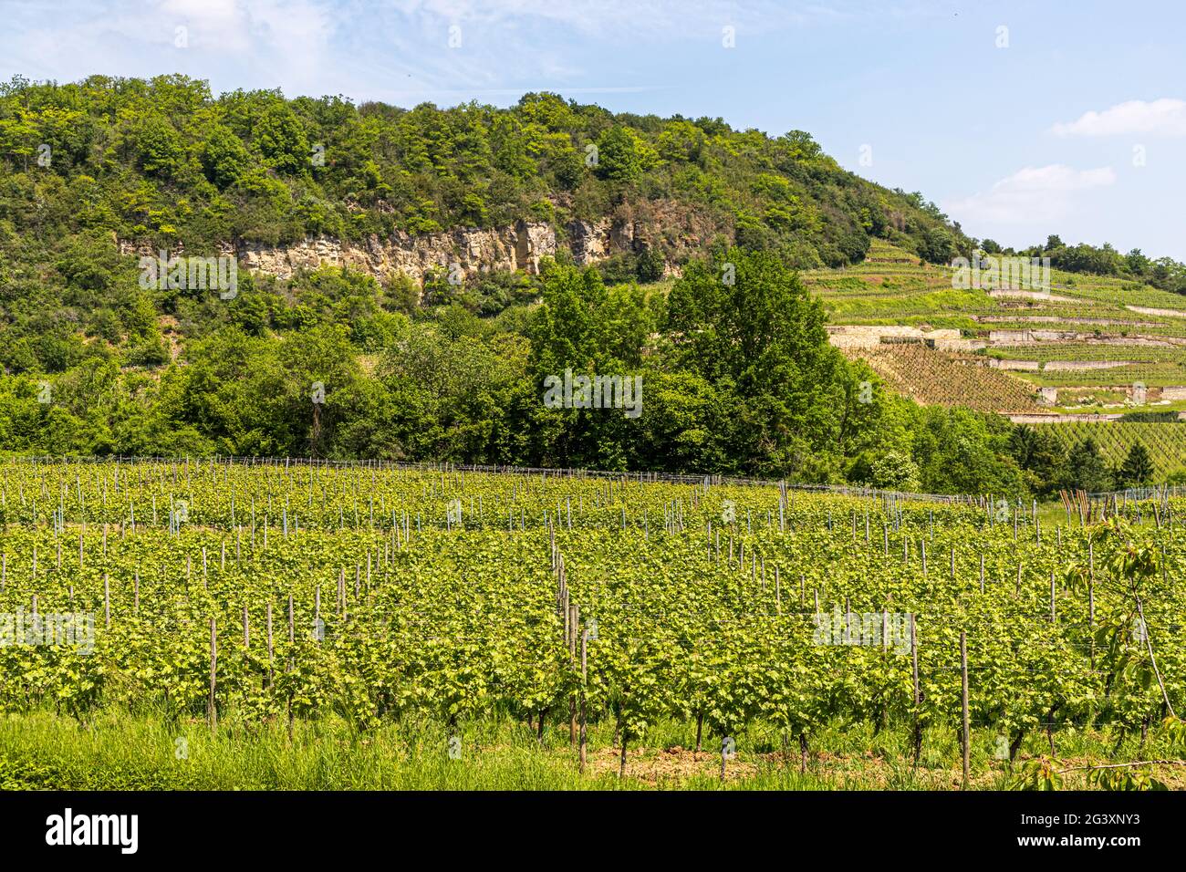 Vineyard "In der Ritsch" near Ahn, Luxembourg Stock Photo - Alamy