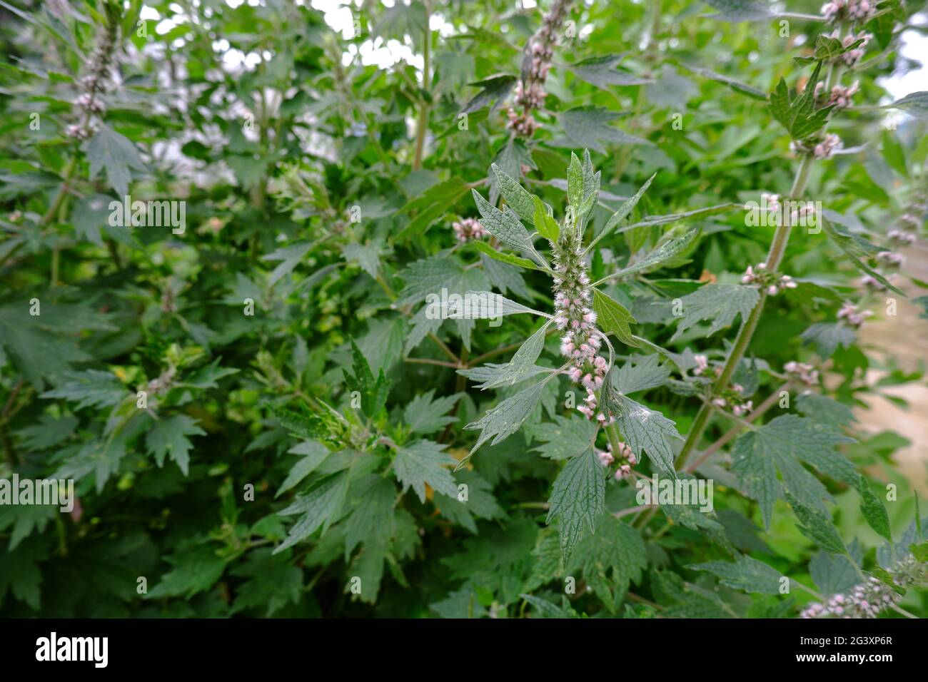 Leonurus cardiaca plant. Mother wort with pink flowers Stock Photo - Alamy
