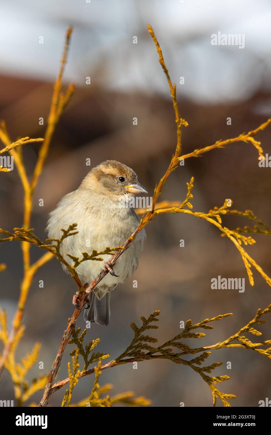 Beautiful small bird hi-res stock photography and images - Alamy
