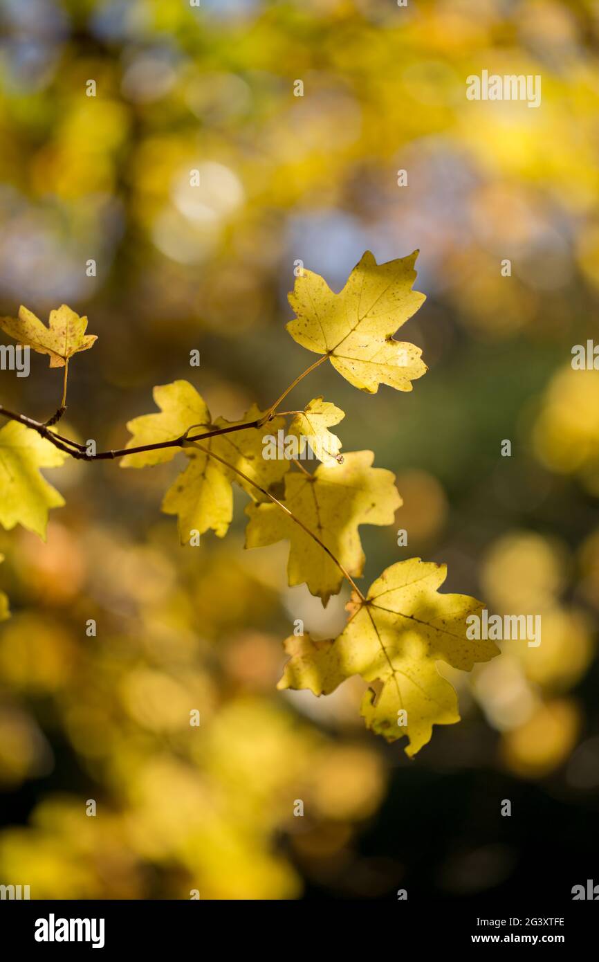 Golden, yellow maple leaves on the branches. Warm autumn weather on a ...