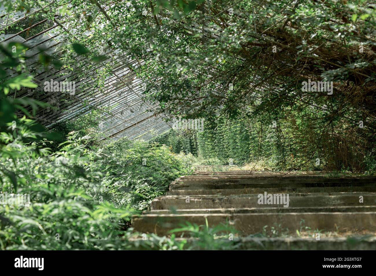 Large abandoned greenhouse overgrown with greenery and bushes. Remains ...