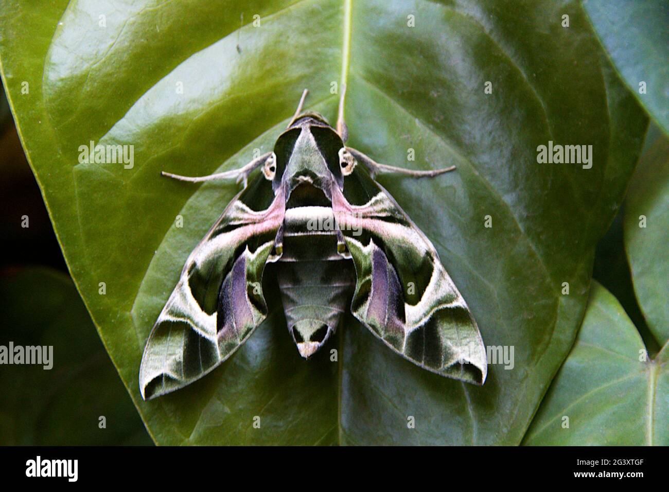 Oleander Hawk Moth on Leaf Stock Photo - Alamy