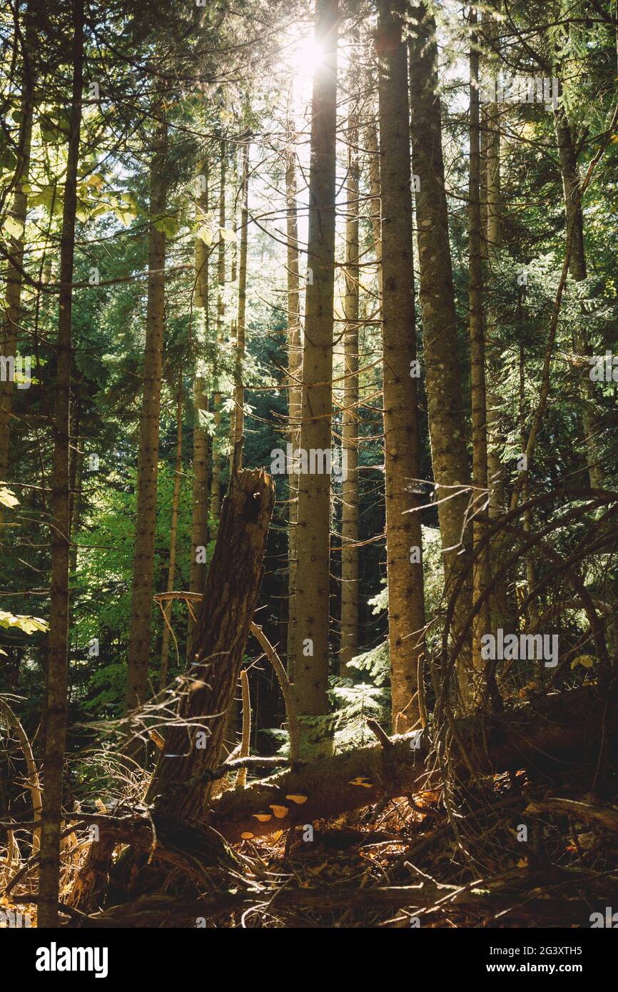 Tall pine tree hi-res stock photography and images - Alamy