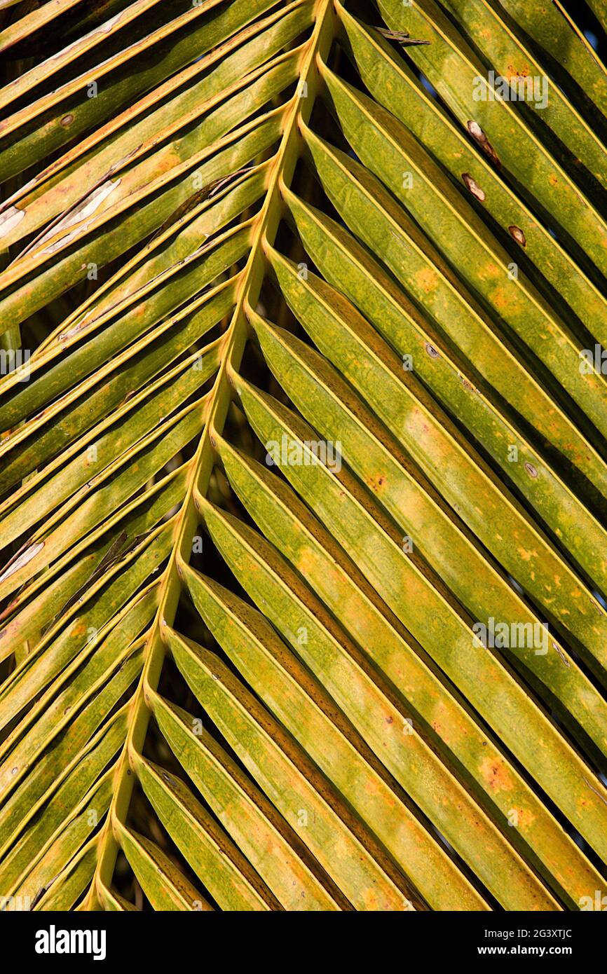 Leaf Pattern of Coconut Tree Stock Photo - Alamy