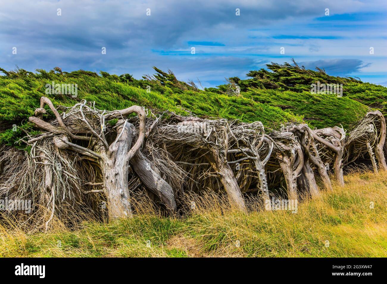 The strange forest Stock Photo - Alamy