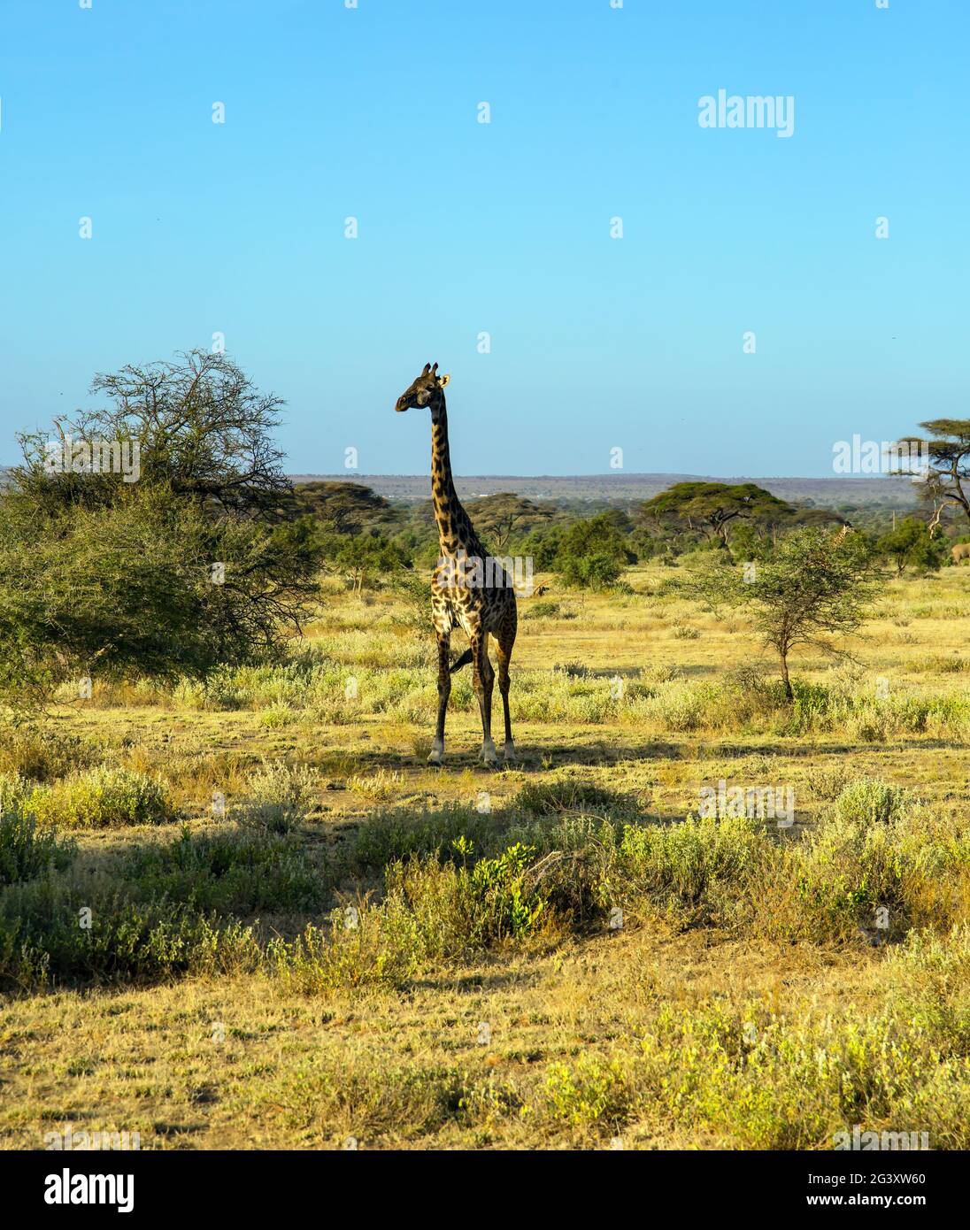 African giraffe hi-res stock photography and images - Alamy