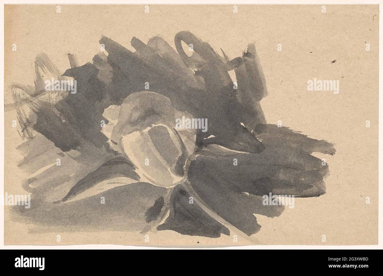 Flower study Stock Photo - Alamy