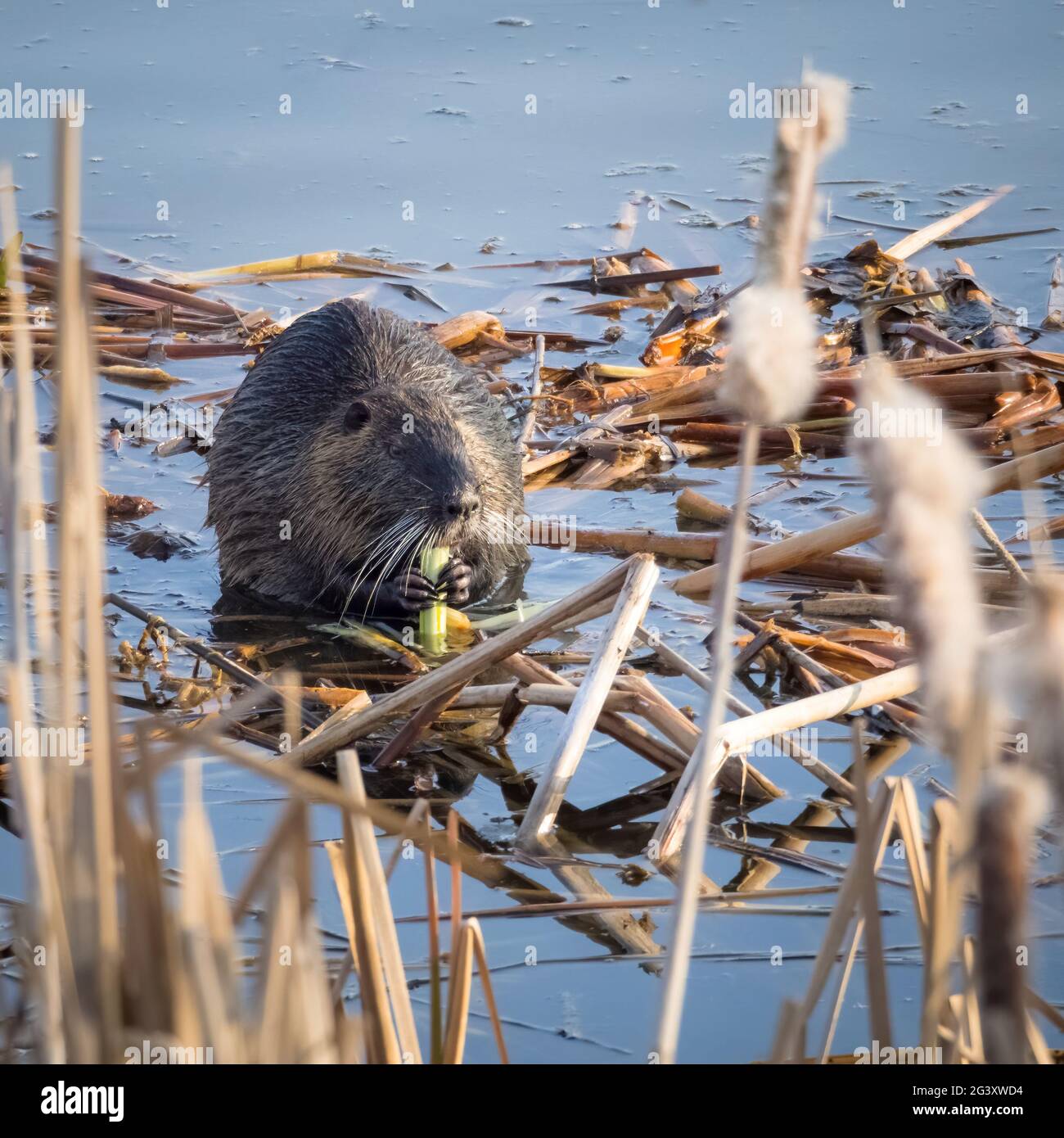Beaver eating tree hi-res stock photography and images - Alamy