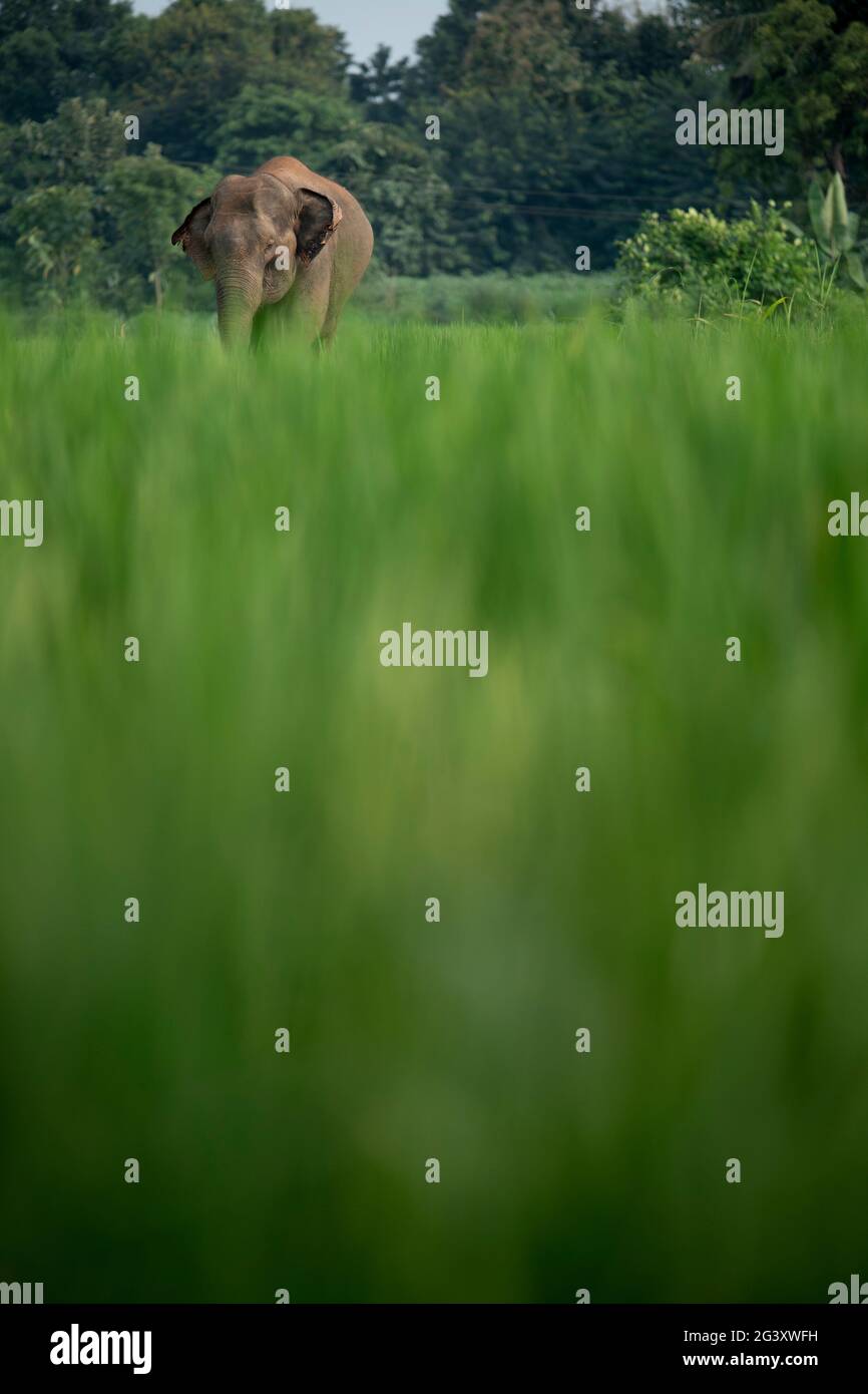 Elephants leaf hi-res stock photography and images - Alamy