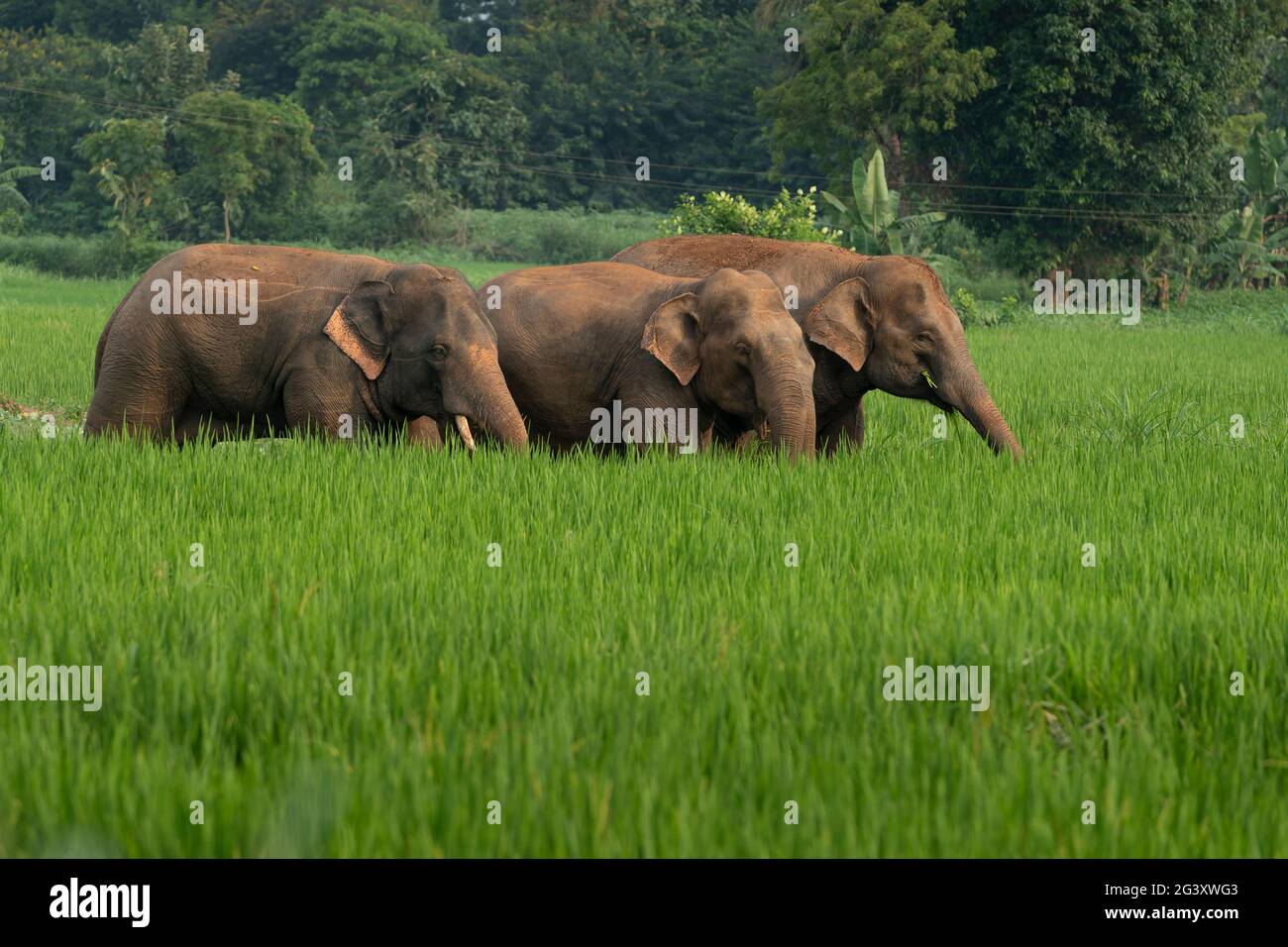 Group elephants birds small hi-res stock photography and images - Alamy