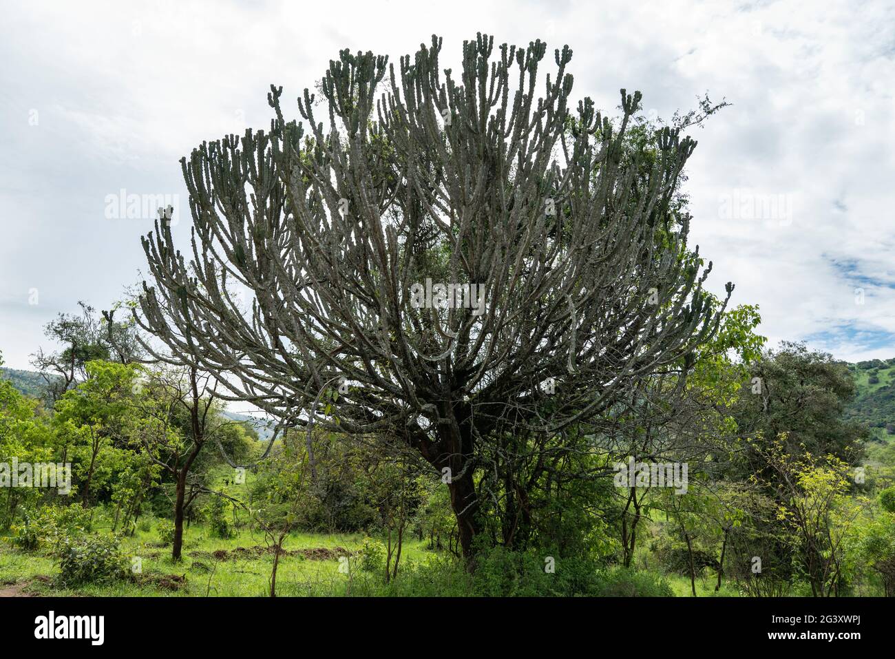 Euphorbia tree hi-res stock photography and images - Alamy