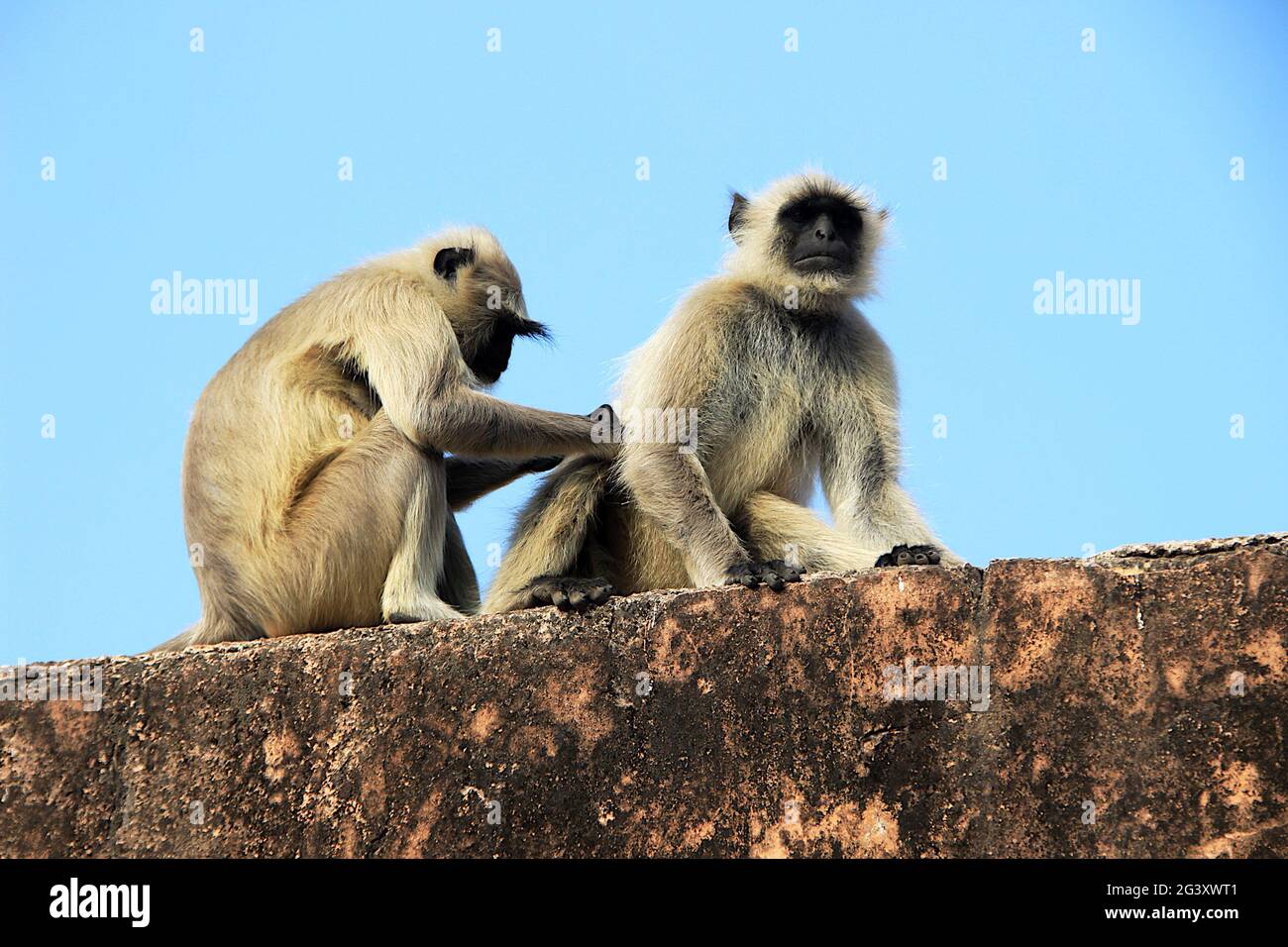 Monkey picking lice hi-res stock photography and images - Alamy