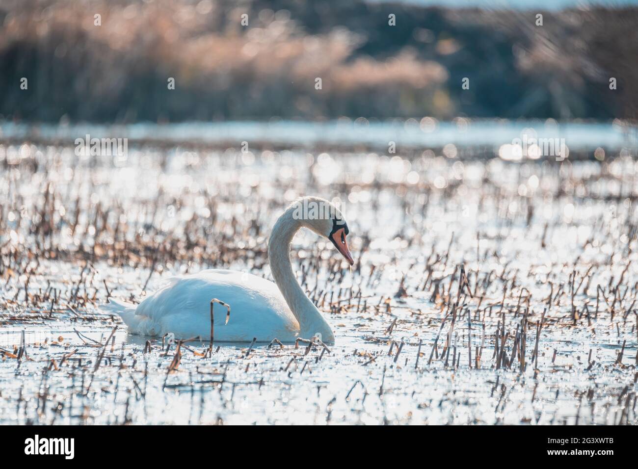 Wild bird mute swan in spring on pond Stock Photo - Alamy