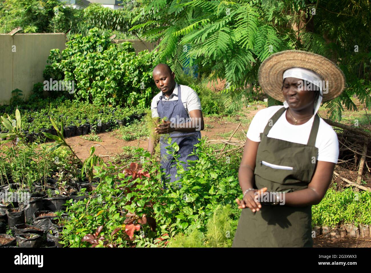 african farmer at a plantation farm land Stock Photo - Alamy
