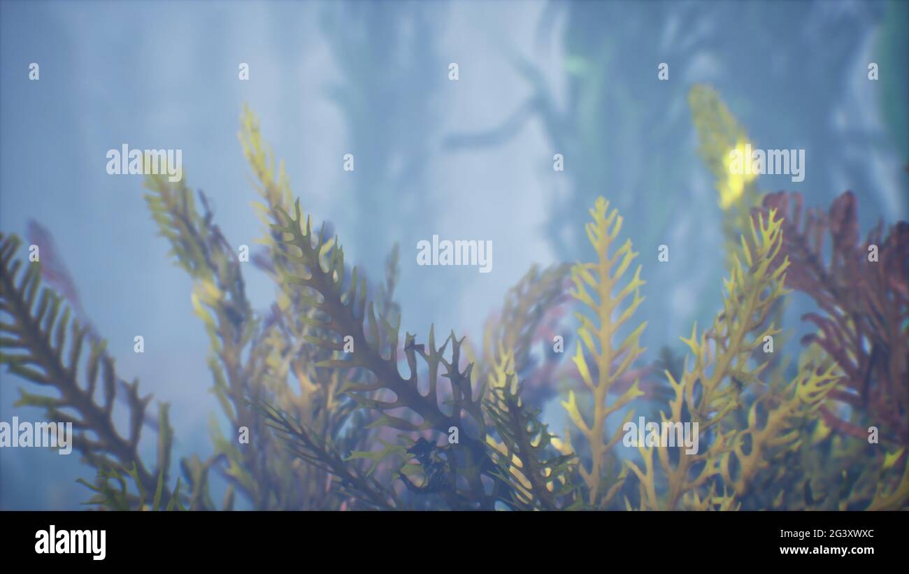 Tropical seascape underwater colourful fish hi-res stock photography ...