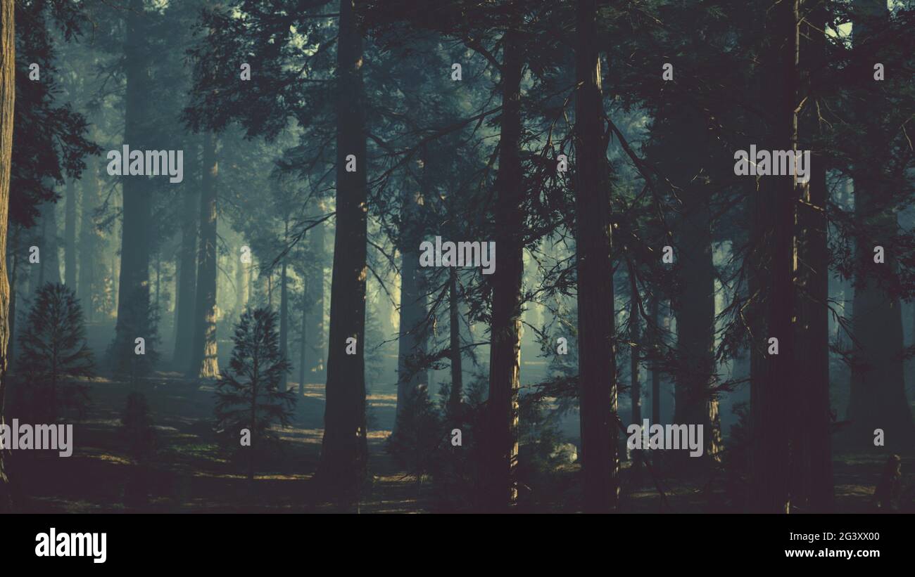 Black tree trunk in a dark pine tree forest Stock Photo - Alamy