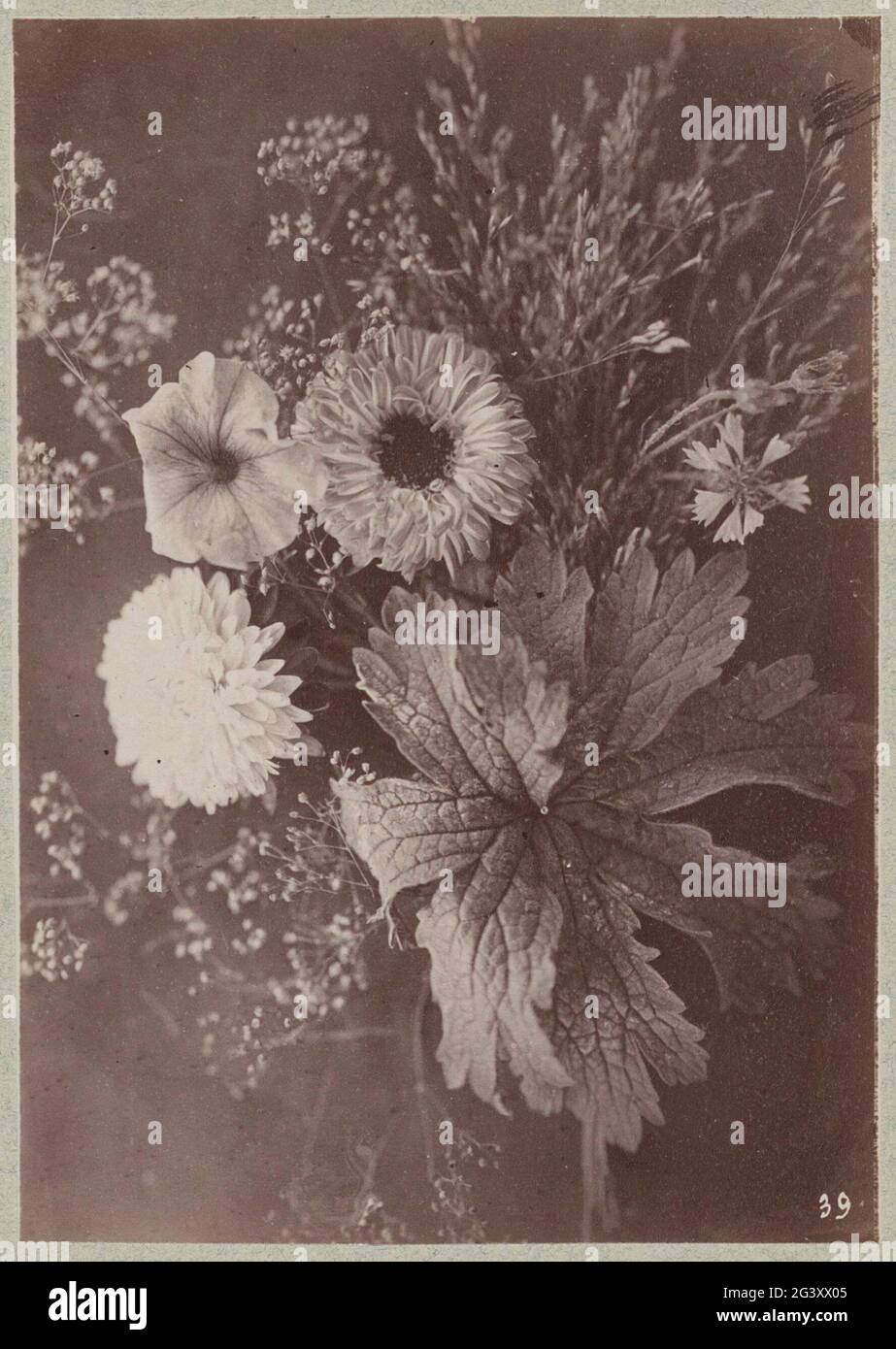 Flower study. Part of collective tape with photos of flower studies ...