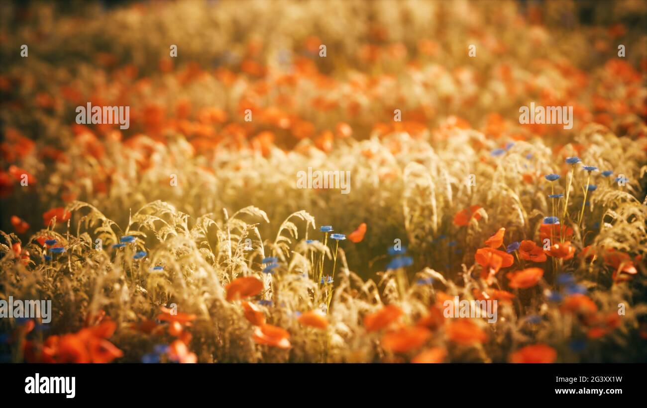 Sunset in the wild flower field Stock Photo - Alamy