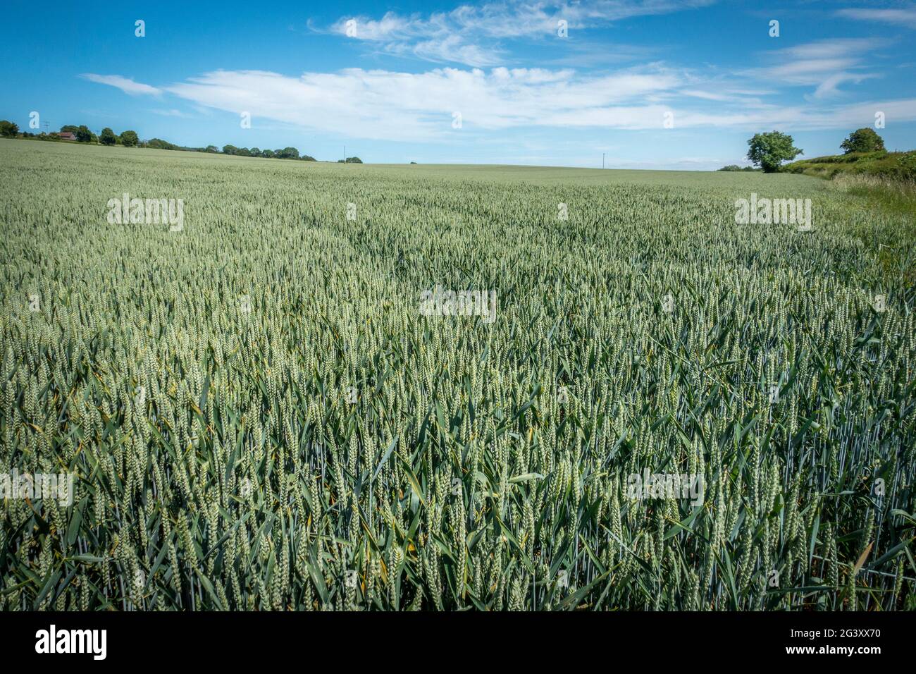 British food crops hi-res stock photography and images - Alamy