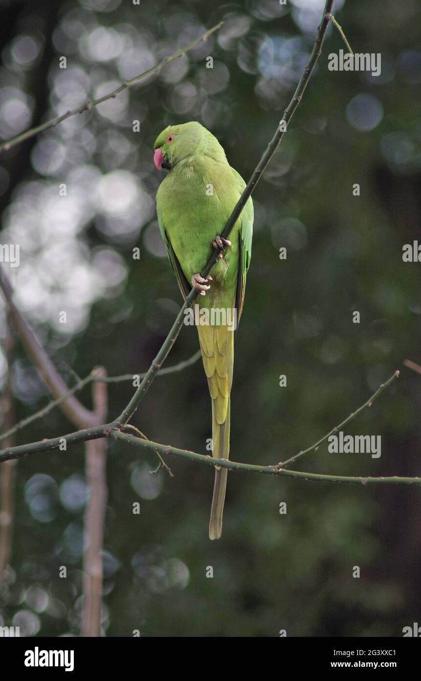 a green parrot with blurred background Stock Photo - Alamy