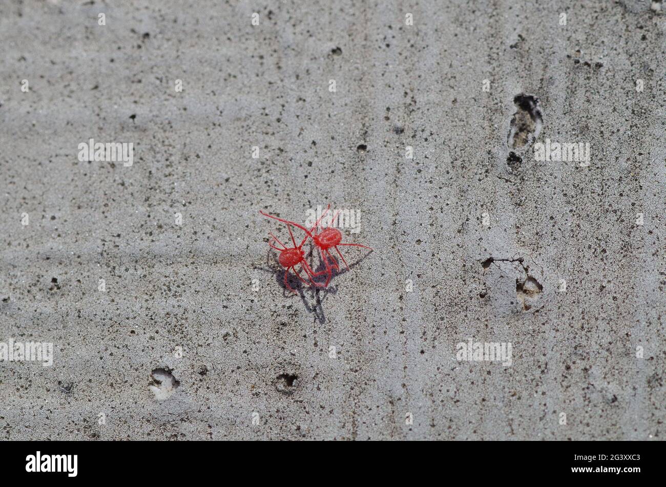 two fighting micro red bugs Stock Photo - Alamy