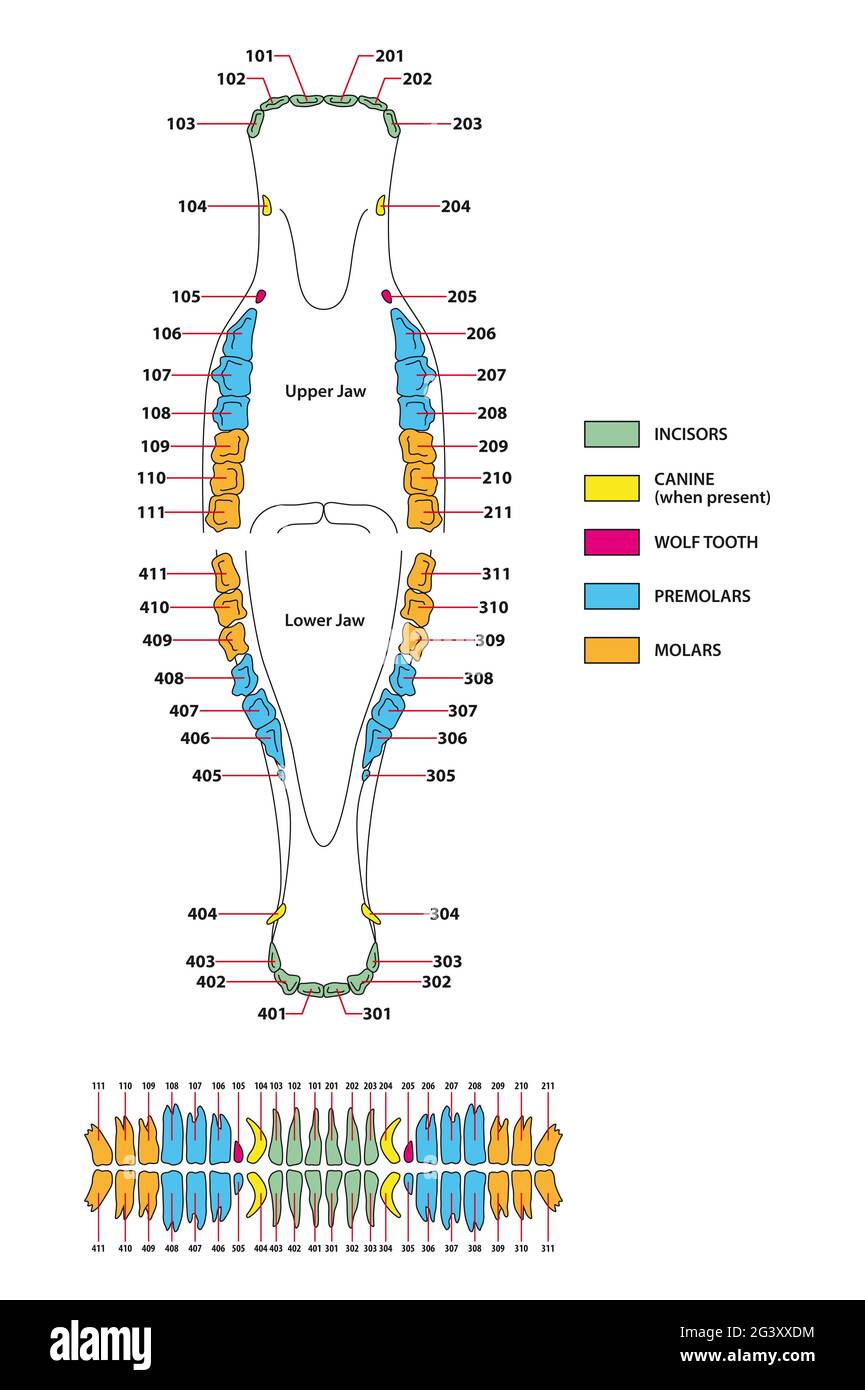 Horse Mouth Teeth Diagram