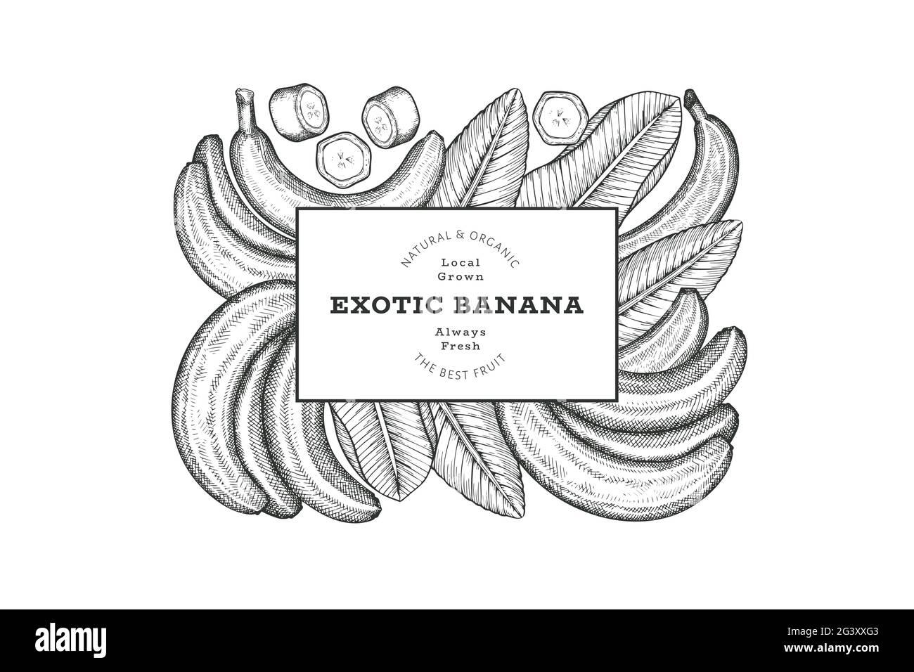 Hand drawn sketch style banana banner. Organic fresh fruit vector ...