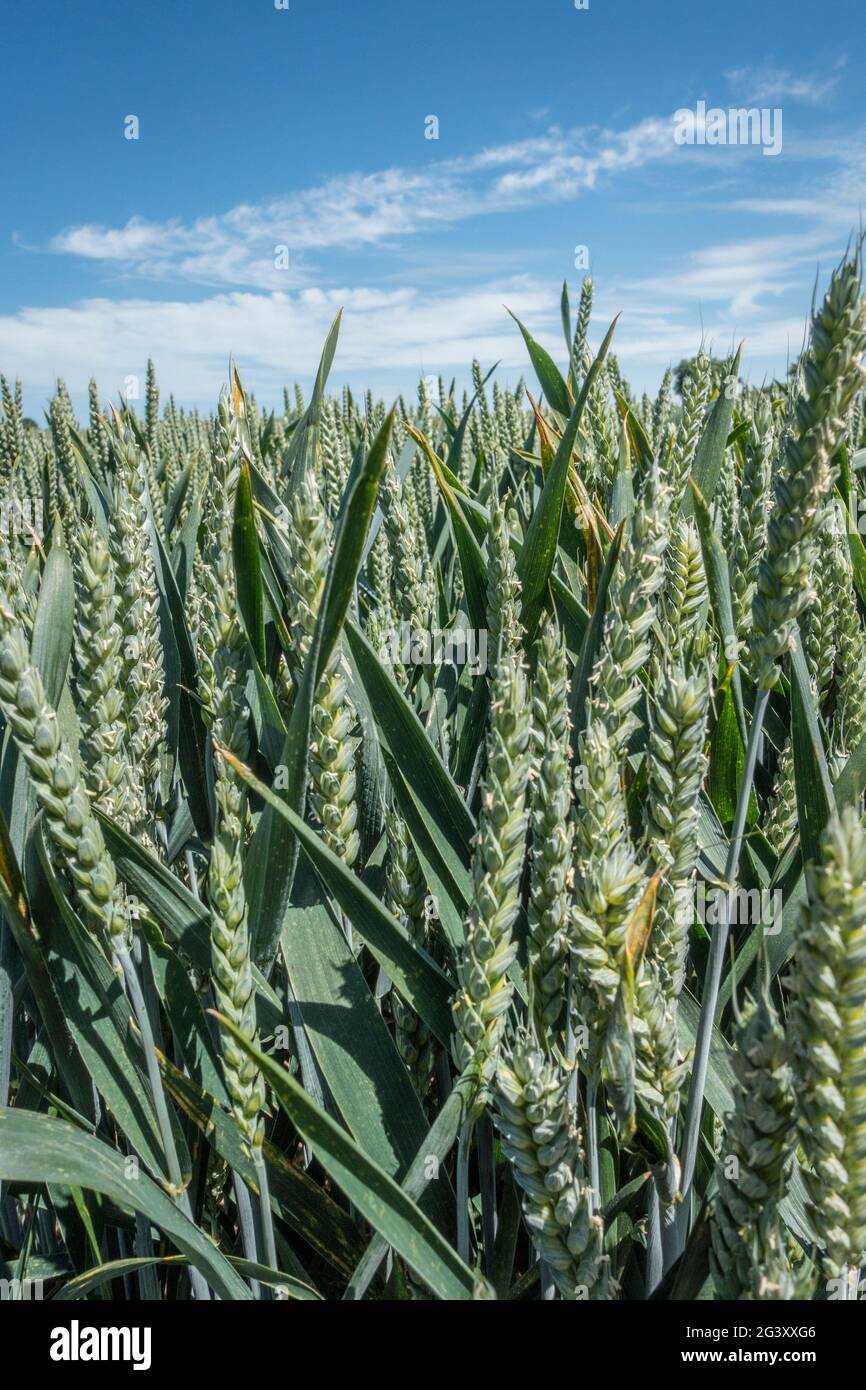 Food crops hi-res stock photography and images - Alamy
