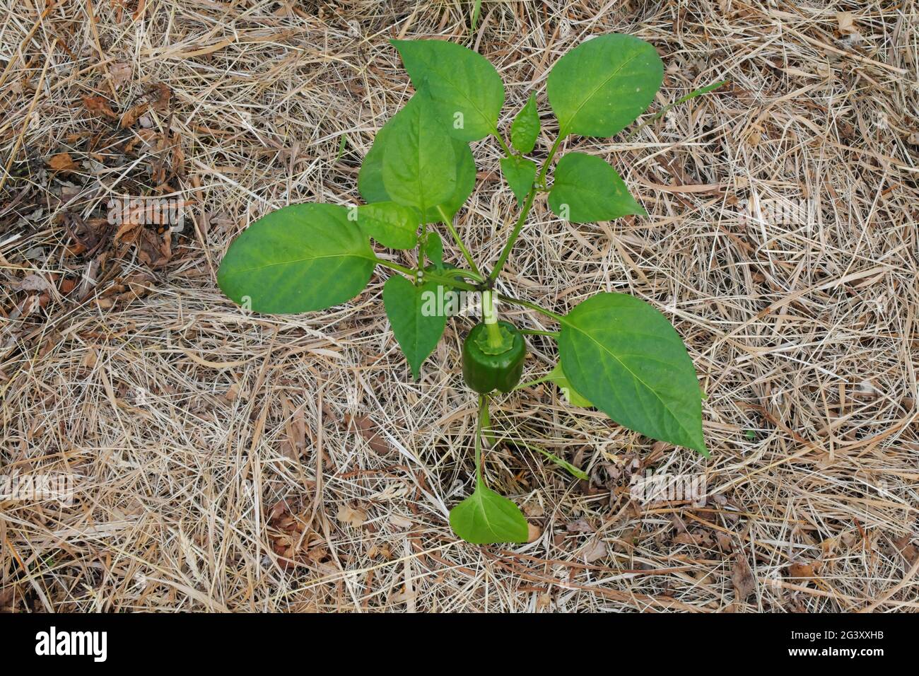Green bell pepper growing in the garden with straw under it. Selective ...