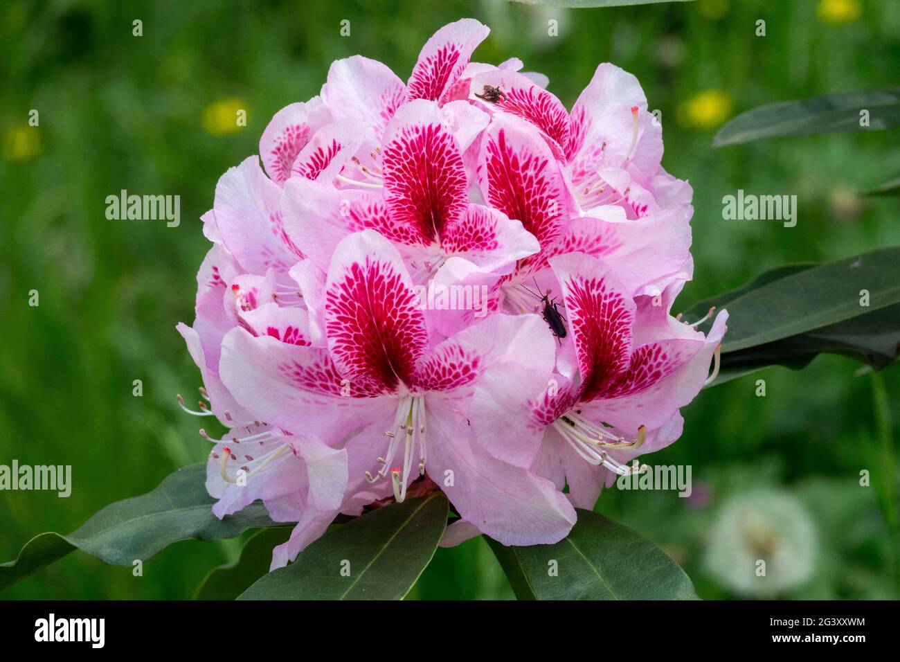 Belami hi-res stock photography and images - Alamy