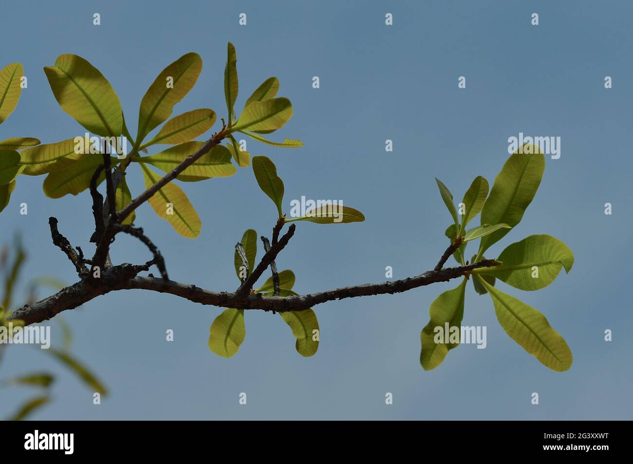 Australian plum hi-res stock photography and images - Alamy