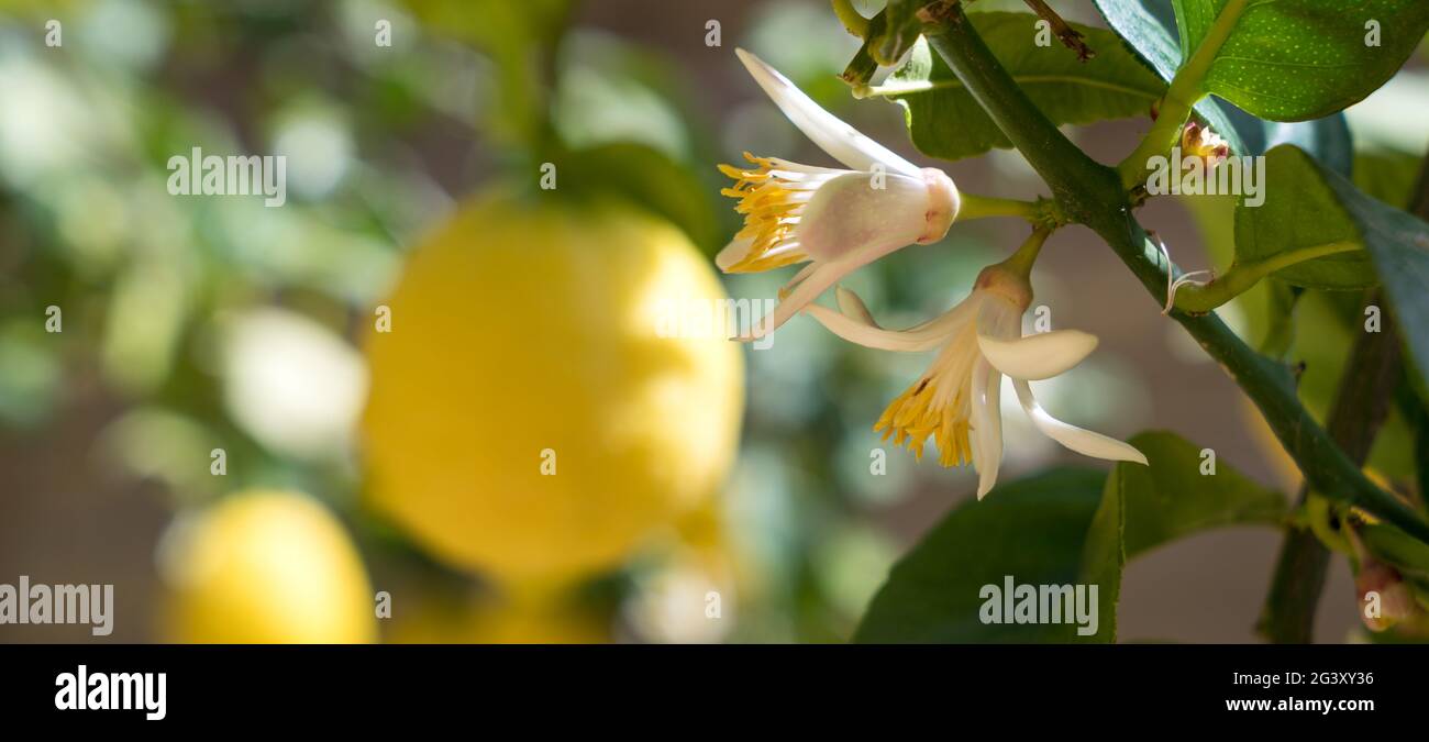 beautiful white blossom of a lemon tree in the sunshine of spain Stock ...