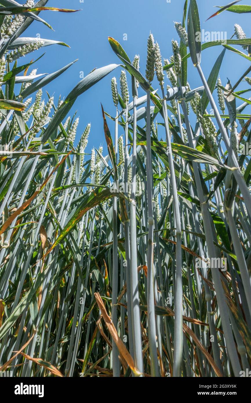 Mono culture hi-res stock photography and images - Alamy