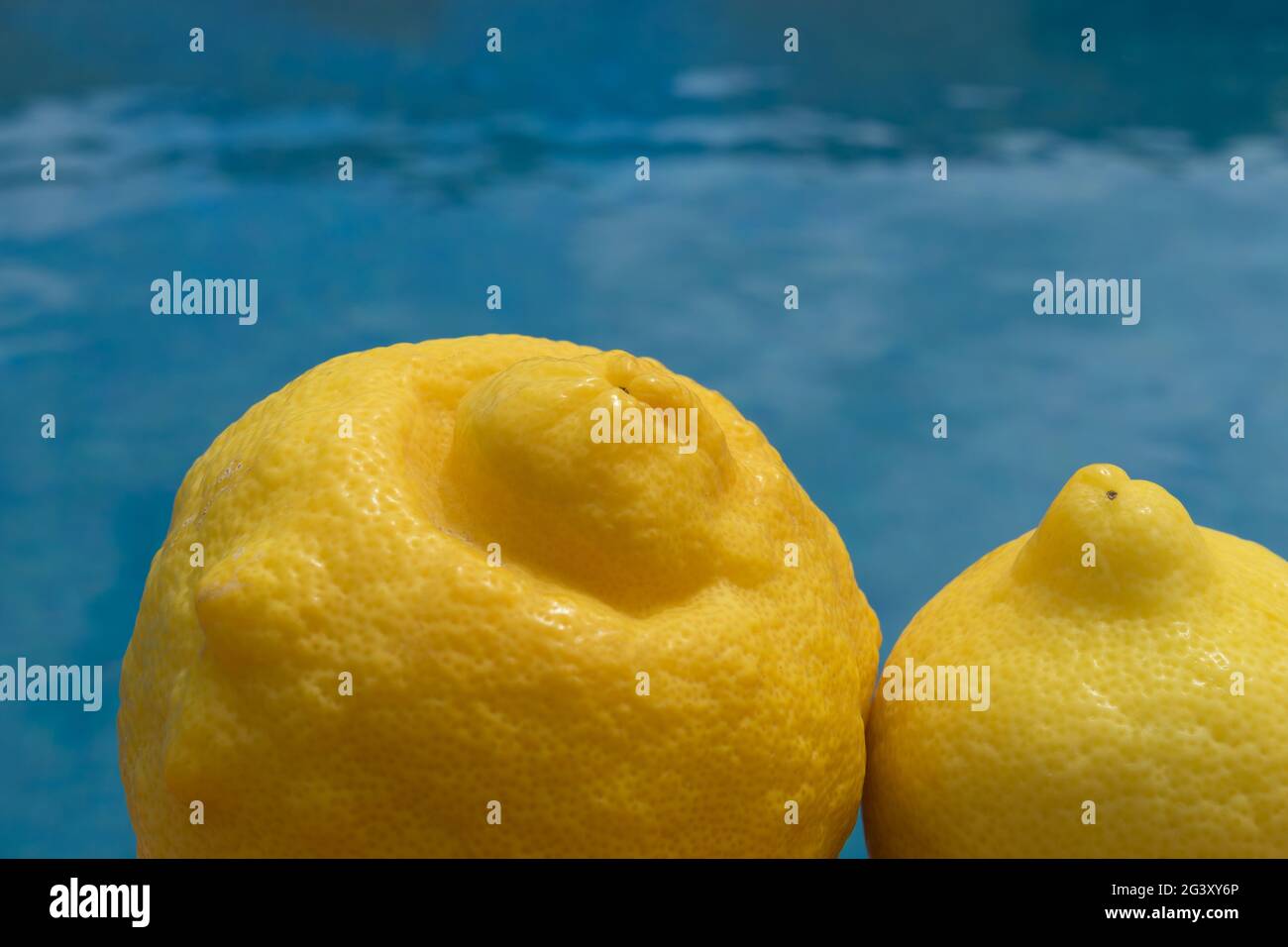 romance of two lovely yellow lemons by the pool decorative bio fruits ...