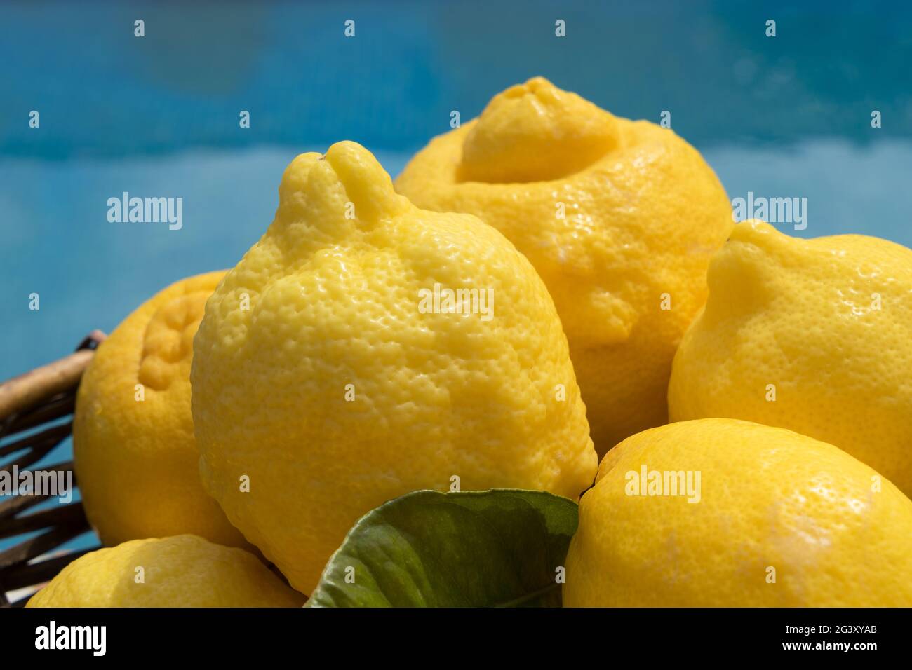 close-up of bright yellow lemons in the mediterranean summer sun Stock ...