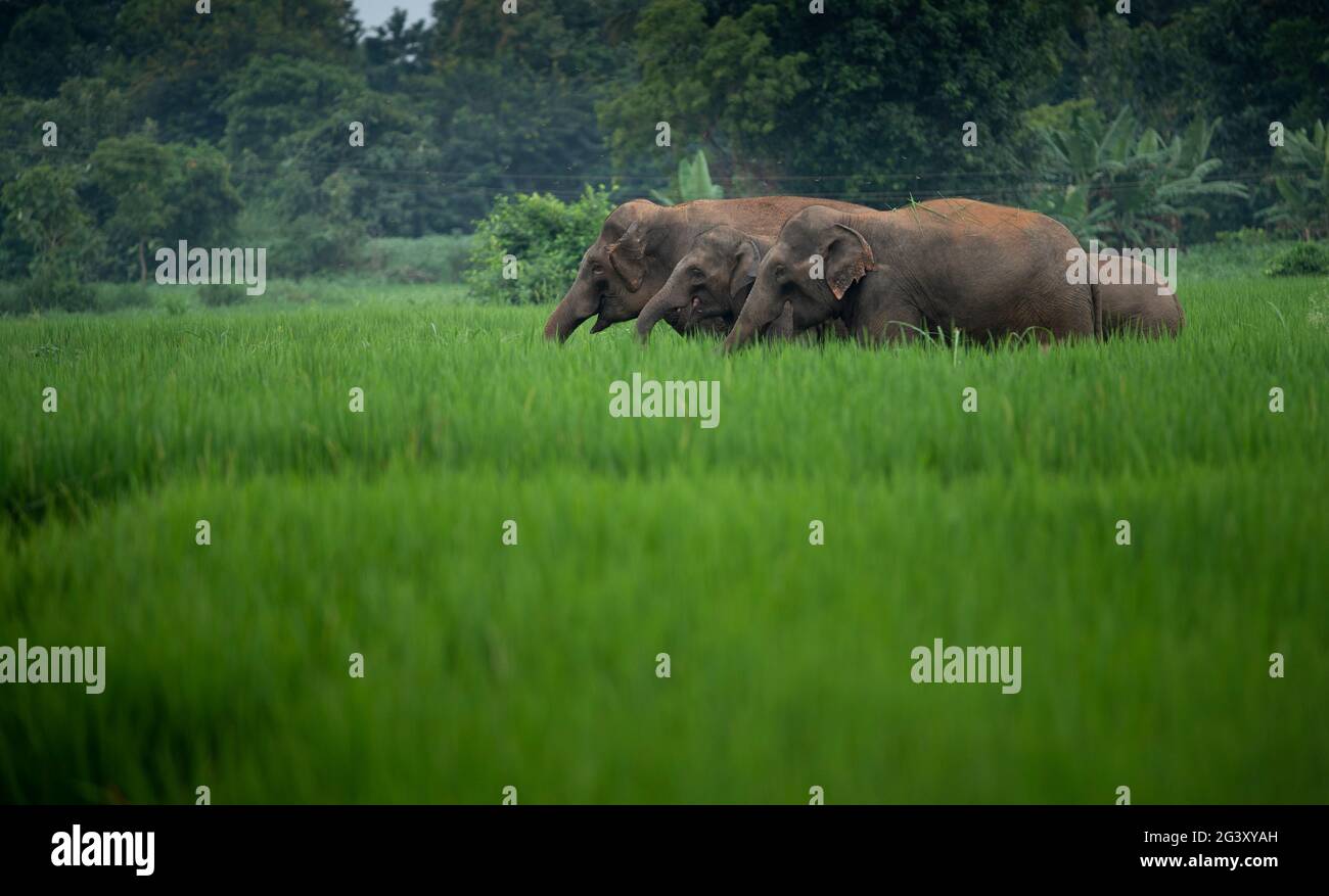 Group elephants birds small hi-res stock photography and images - Alamy