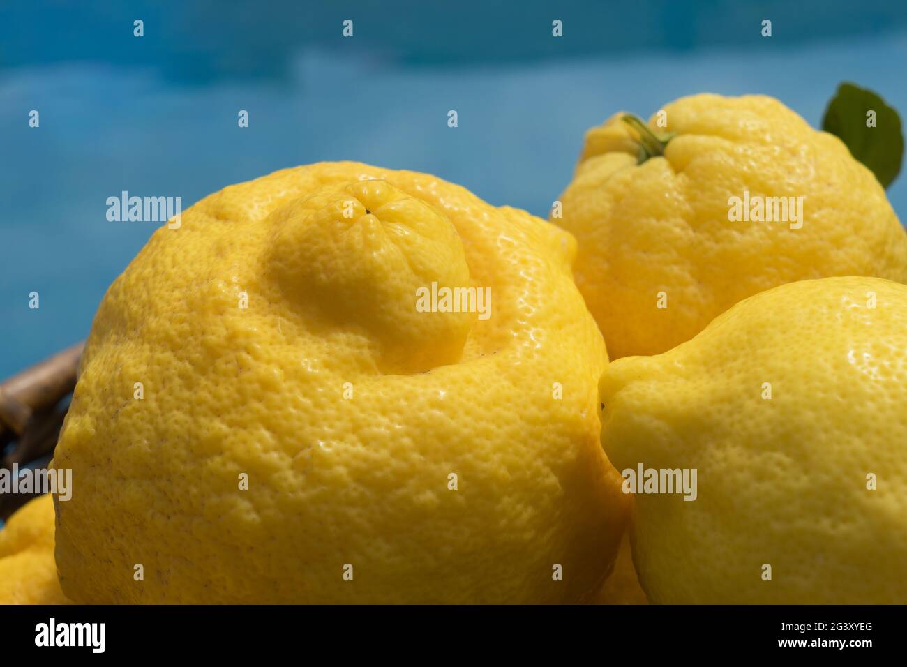 close-up of natural sunny yellow lemon by the pool natural fruit Stock ...