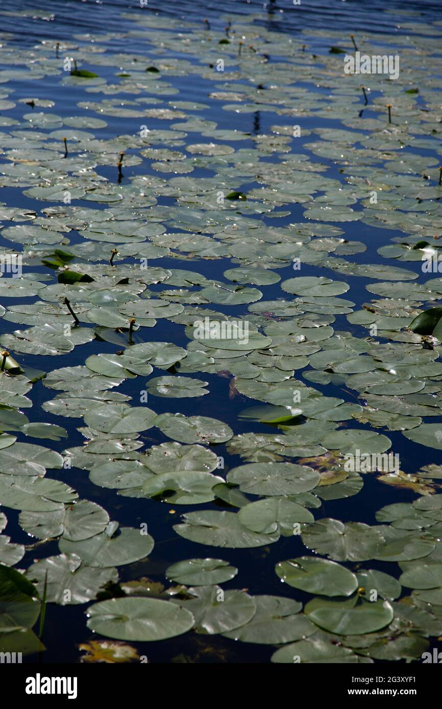 Water lily pads covering the water on the edge of a lake Stock Photo ...