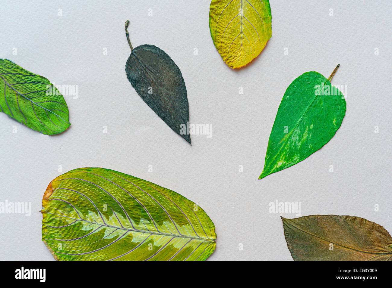 different leafs flat lay macro texture, nature autumn concept Stock ...