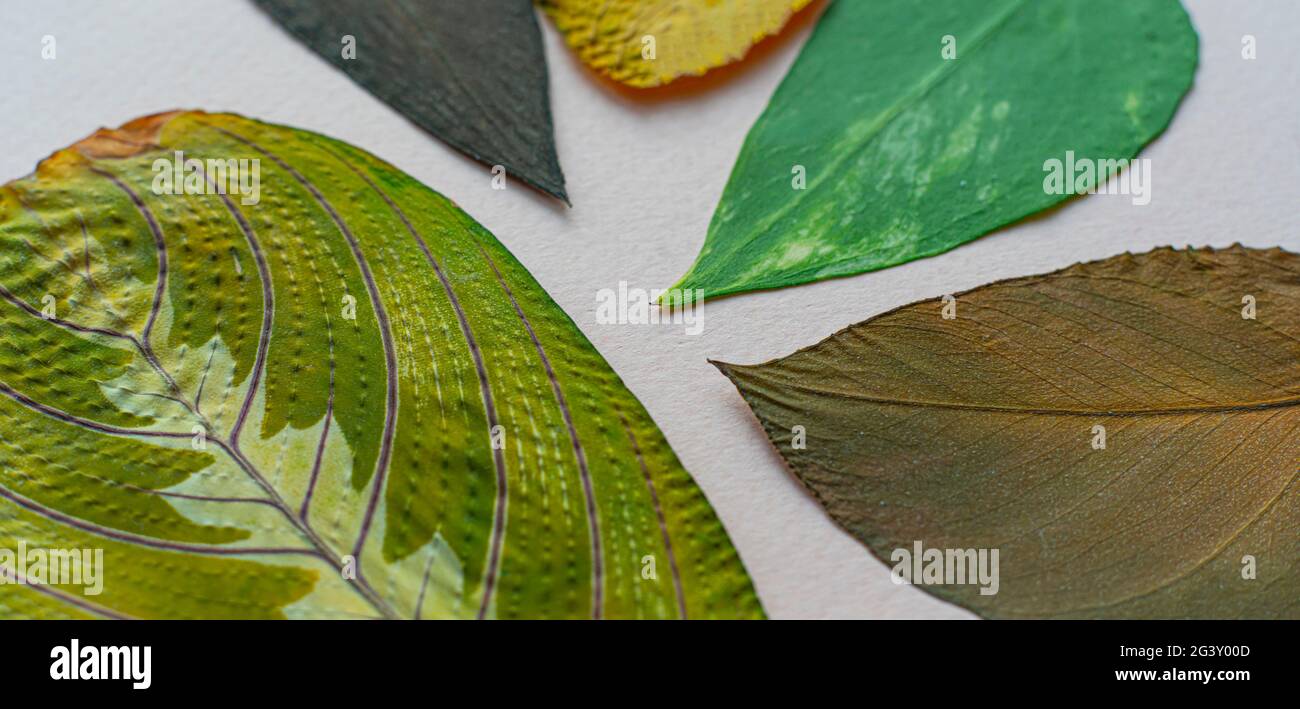 different leafs flat lay macro texture, nature autumn concept Stock ...