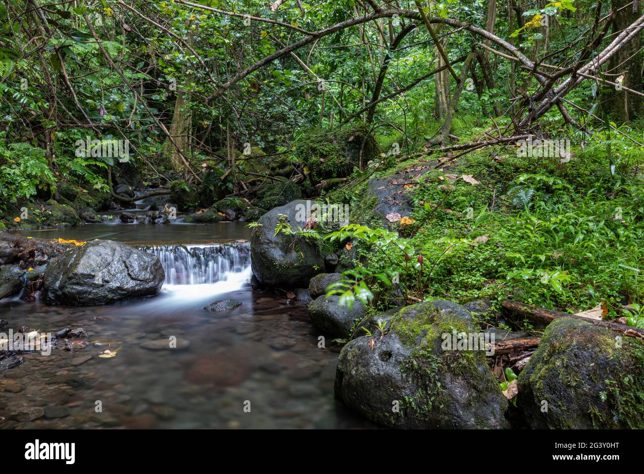 River from Afareaitu waterfall amid lush vegetation, Moorea, Windward ...