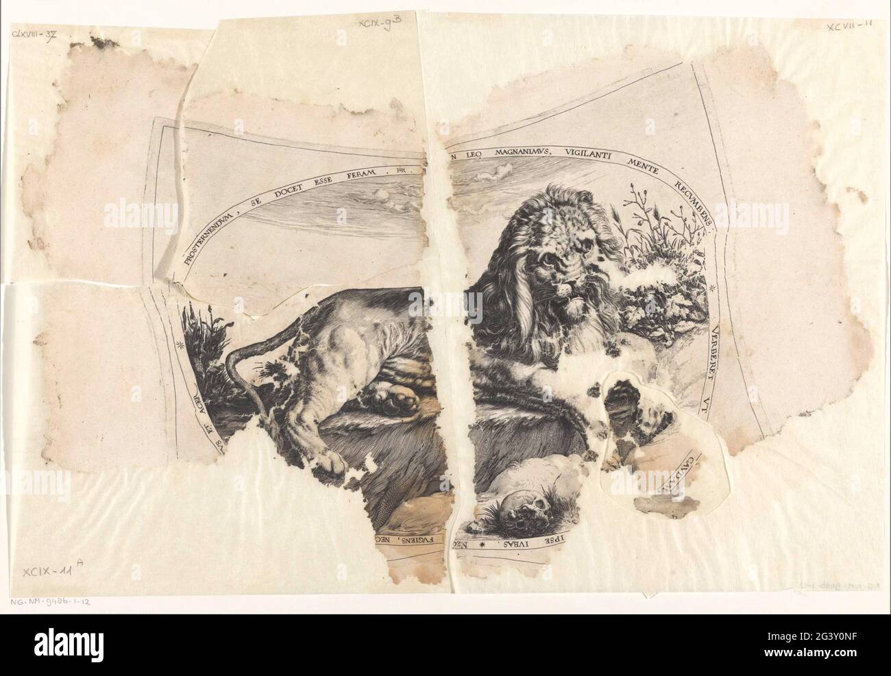 Lion. Oval presentation of a lion lying in a skull. To the show a Latin ...