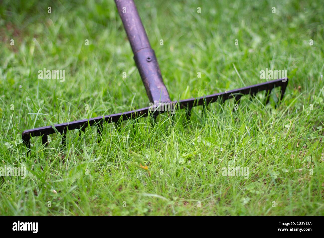 Rake in the garden. Garden tools. Rake on a short lawn Stock Photo - Alamy