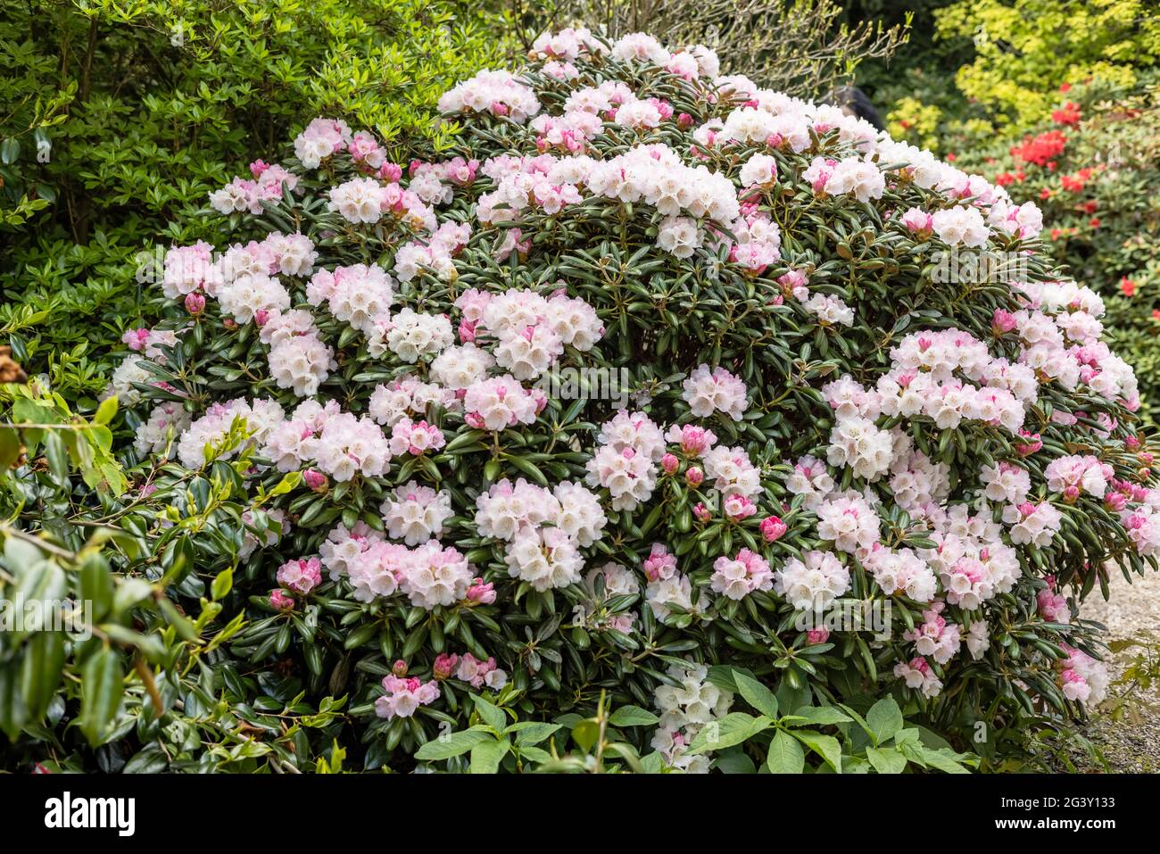 Pale pink flowering rhododendron shrubs in a park Stock Photo - Alamy