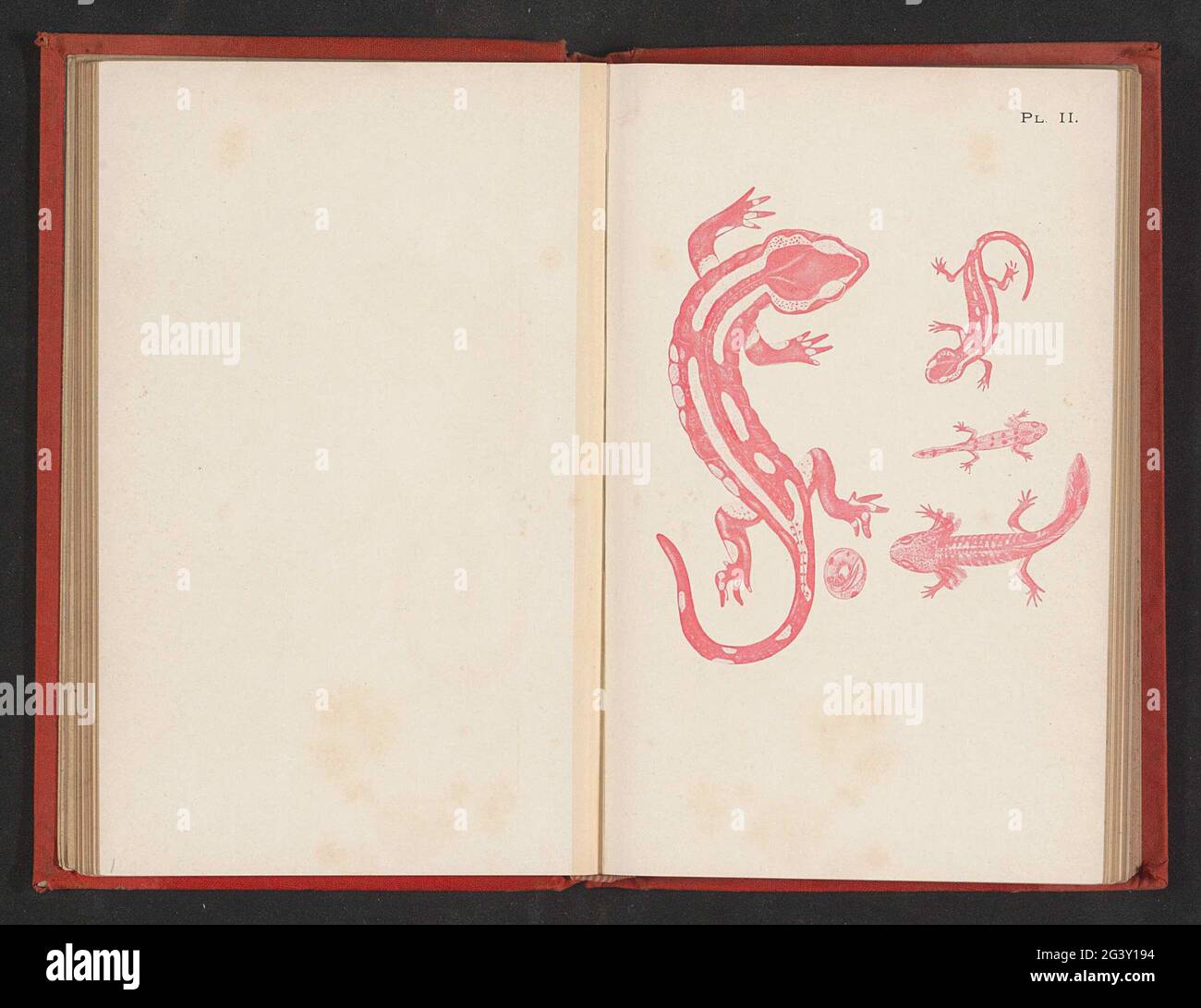 Evolution of egg to salamander Stock Photo - Alamy