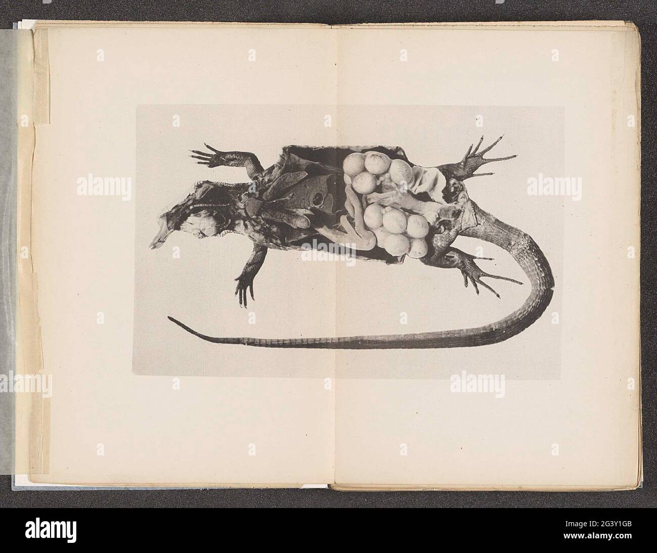 Opengesneden Groene Hagedis Met Organ Zichtbaar; Anatomy. Internal ...