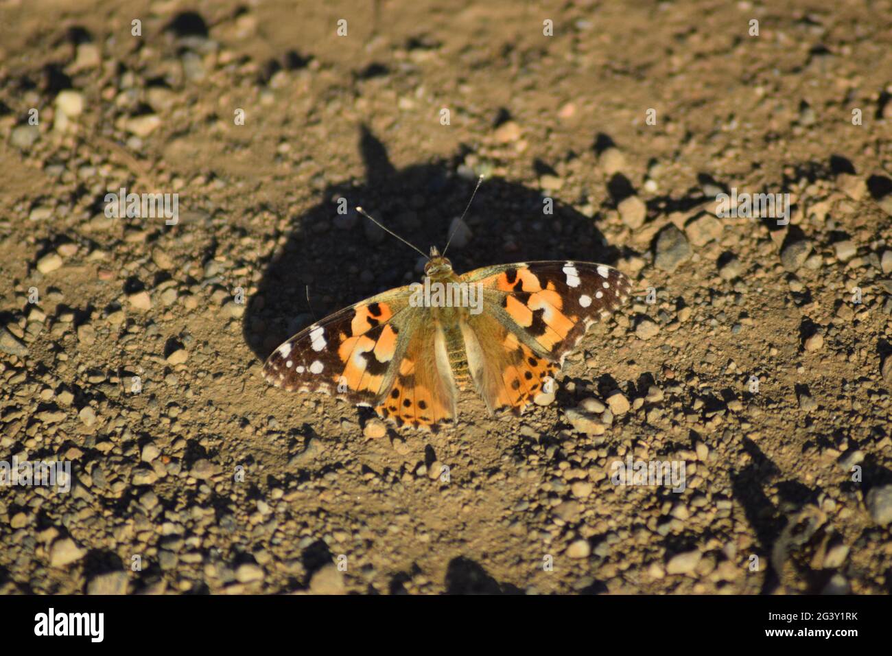 Painted Lady Casting Shadow Stock Photo - Alamy