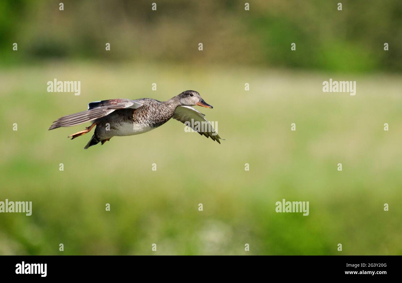 Gadwall, Mareca strepera, single female in flight, Worcestershire, May ...