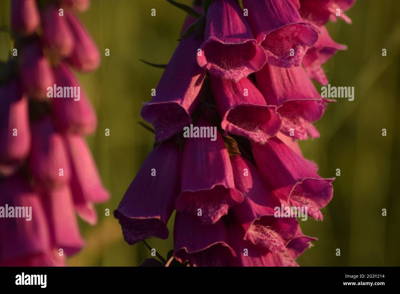 Foxglove in Warm Light Stock Photo - Alamy