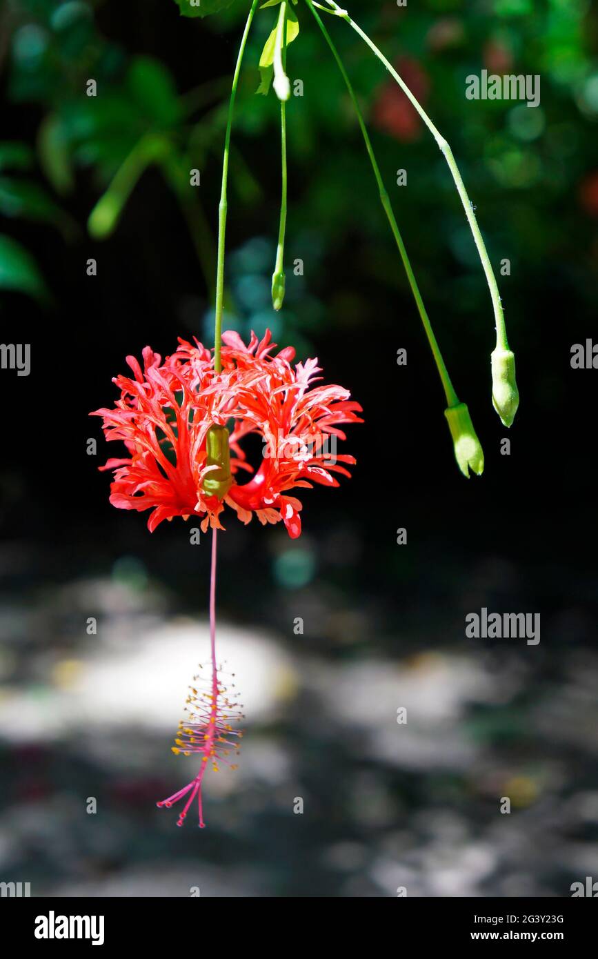 Fringed rosemallow flower (Hibiscus schizopetalus Stock Photo - Alamy